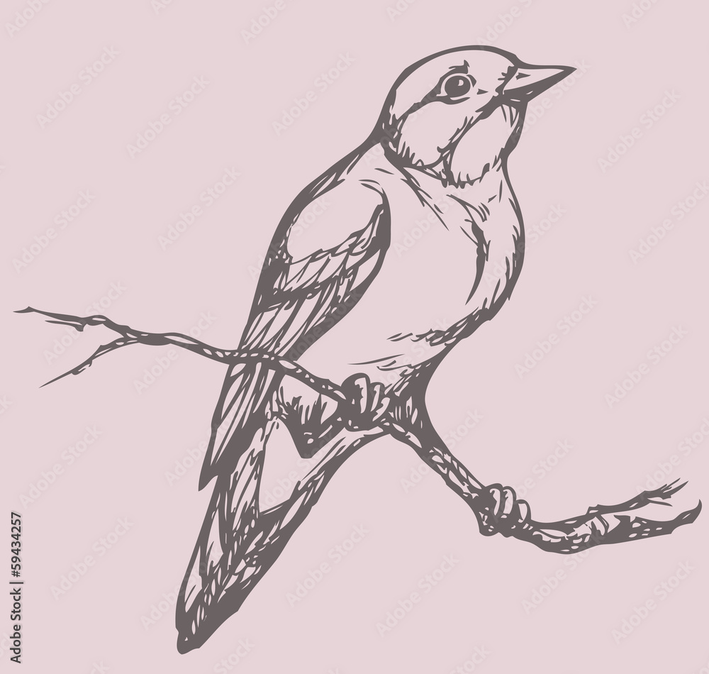 Vector drawing of a series of sketches "Birds". Flycatcher Stock Vector ...