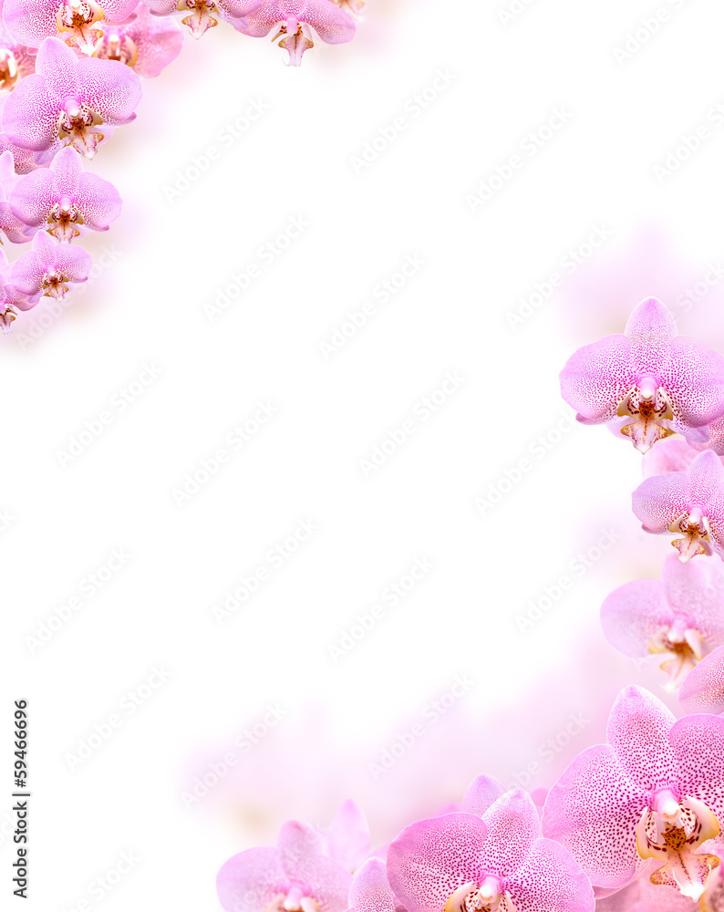 Orchid Border Stock Photo | Adobe Stock
