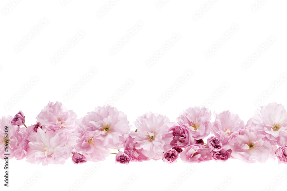 Cherry blossoms flower border Stock Photo | Adobe Stock