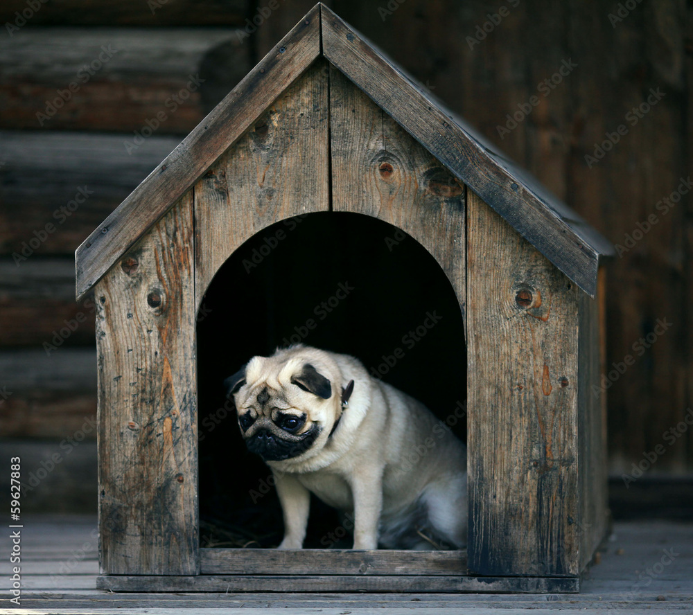 Funny pug dog in the dog house Stock Photo | Adobe Stock