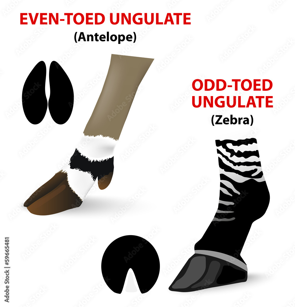 the major differences between Artiodactyla and Perissodactyla Stock ...