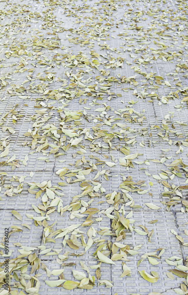 Floor with autumn leaves Stock Photo | Adobe Stock