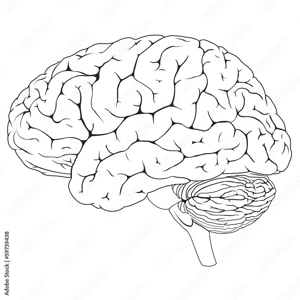 Human Brain BW Stock Vector | Adobe Stock
