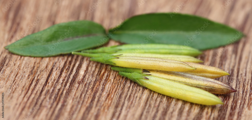 Chirata leaves with pods Stock Photo | Adobe Stock