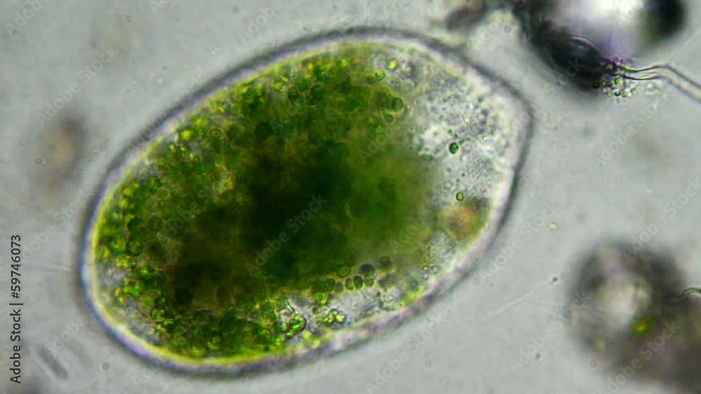 Video „Real video of cilia motion of live cell (infusoria) with ...