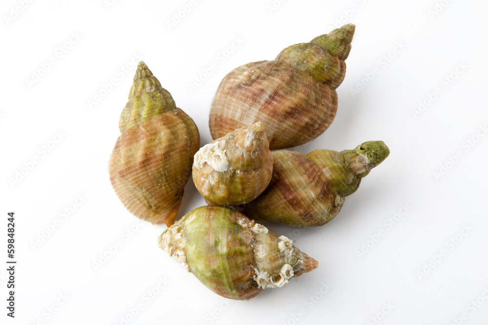 Bulots Stock Photo | Adobe Stock