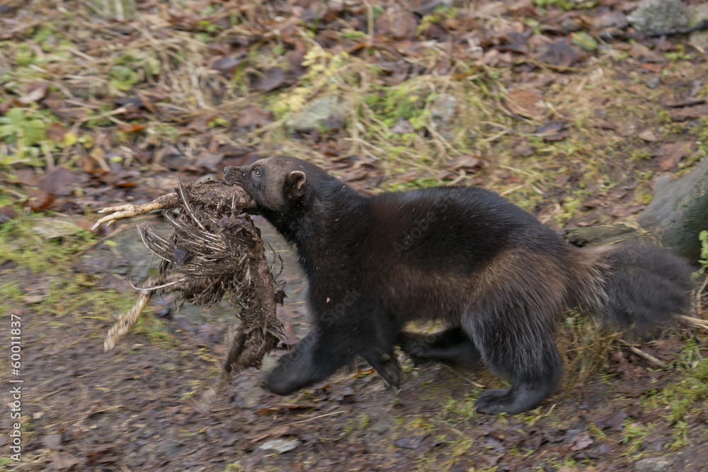 Wolverine portrait Stock Photo | Adobe Stock