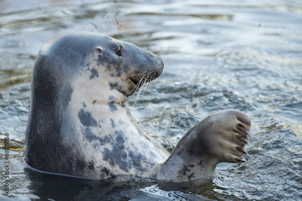 grey seal portrait Stock Photo | Adobe Stock