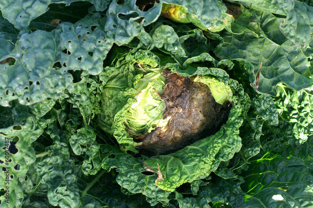 Fungal disease on cabbage Stock Photo | Adobe Stock