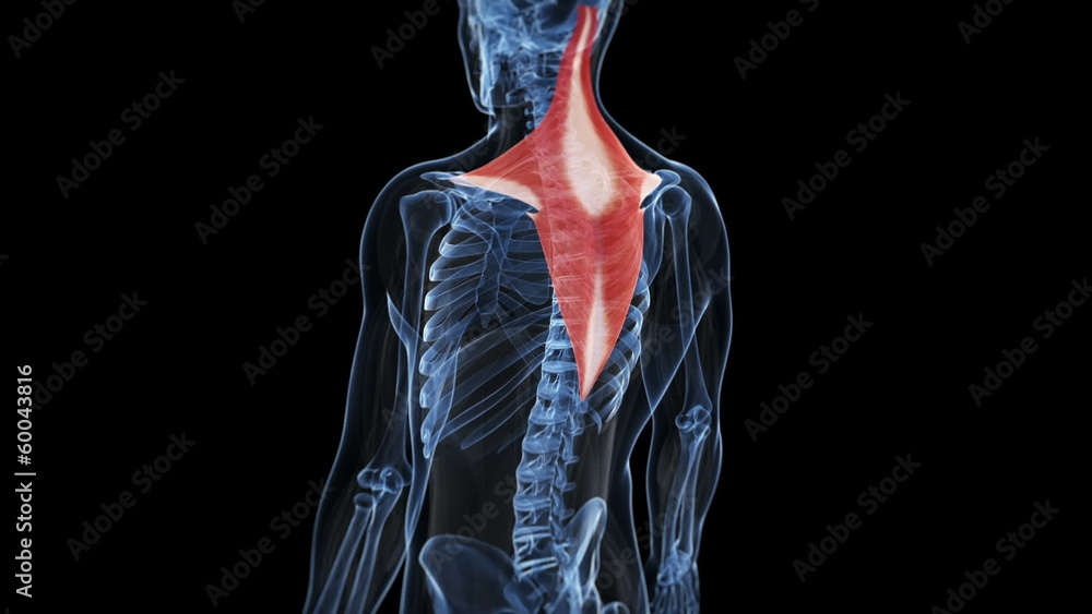 Medical animation - highlighted muscle - trapezius Stock Video | Adobe ...