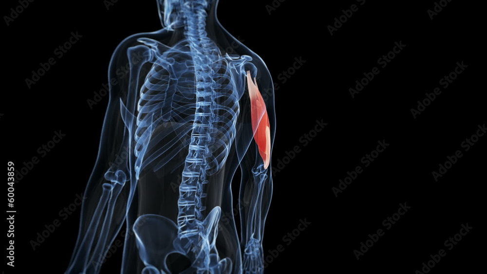 Medical animation - highlighted muscle - triceps Stock Video | Adobe Stock