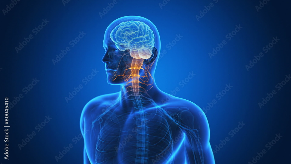 Medical animation of the human nervous system Stock Video | Adobe Stock