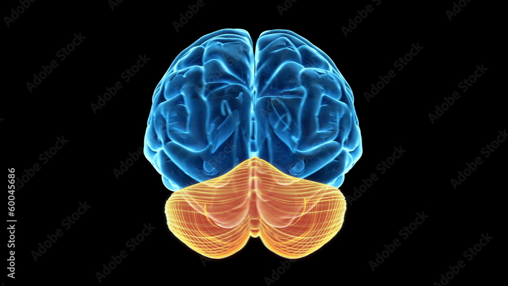 Medical animation showing the cerebellum Stock Video | Adobe Stock