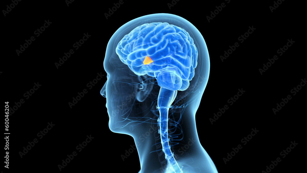 Medical animation showing the hypothalamus Stock Video | Adobe Stock
