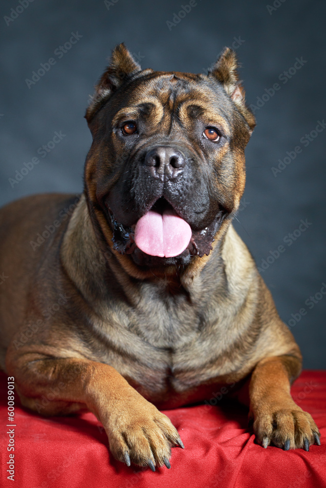 Cane Corso Brown