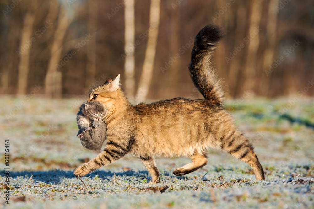 Running Kitten