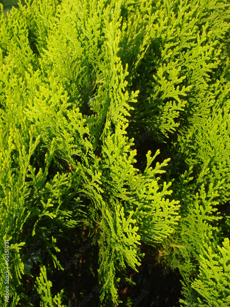Thuja occidentalis leaves background Stock Photo | Adobe Stock
