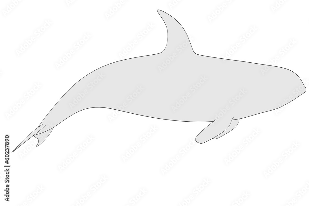 cartoon image of orca animal Stock Illustration | Adobe Stock