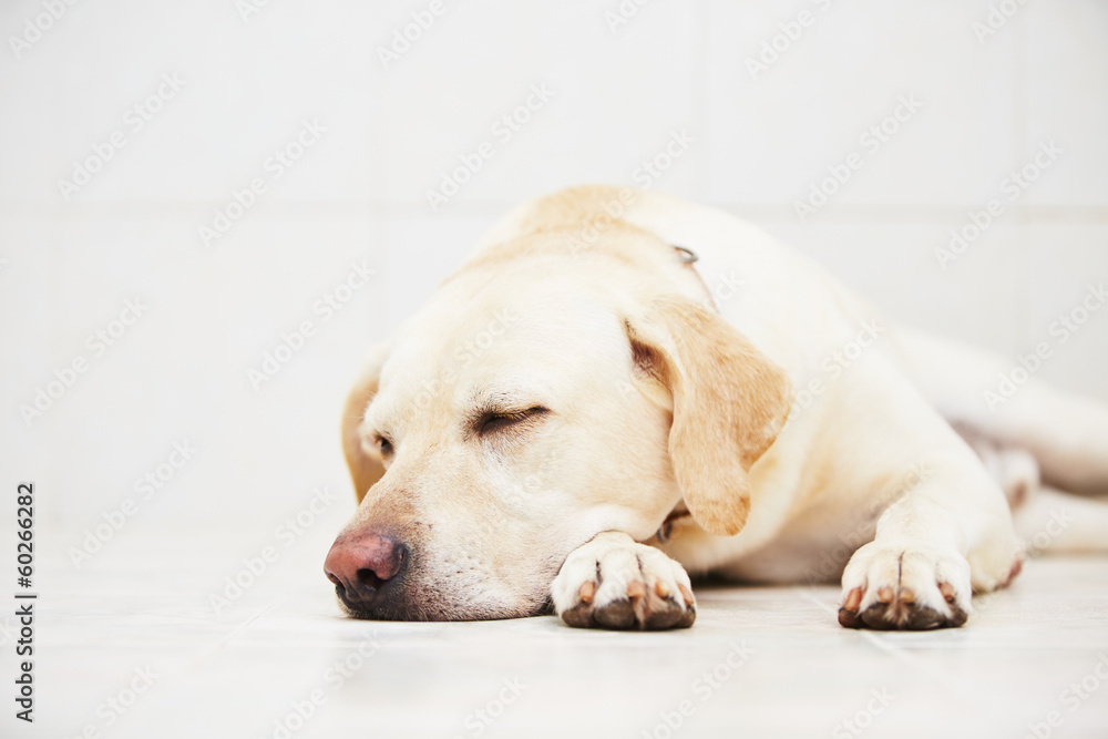 Sad dog Stock Photo | Adobe Stock