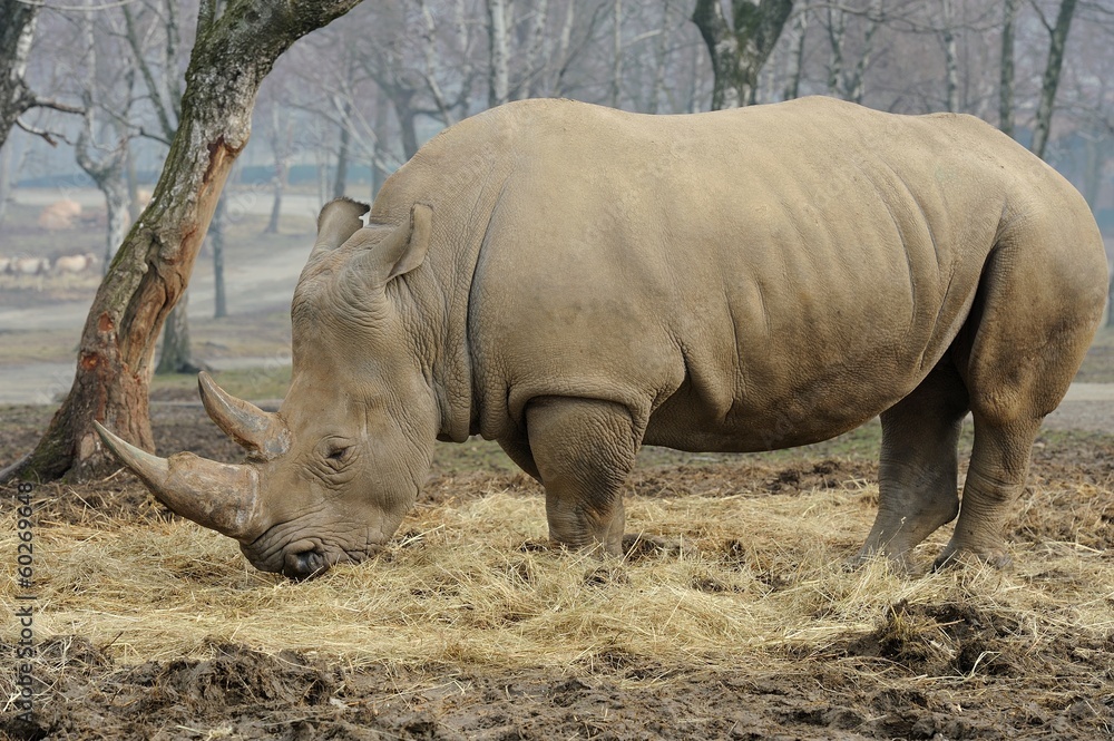 Rinoceronte bianco Stock Photo | Adobe Stock