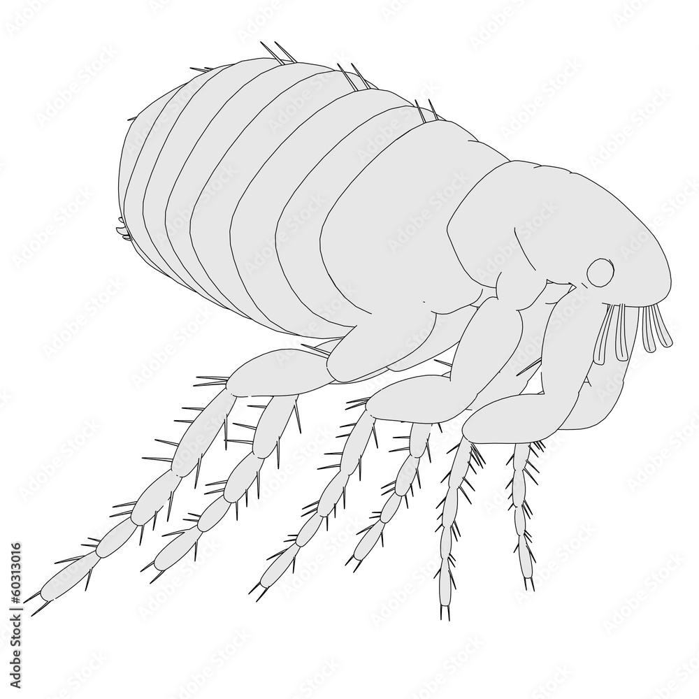 cartoon illustration of flea insect Stock Illustration | Adobe Stock