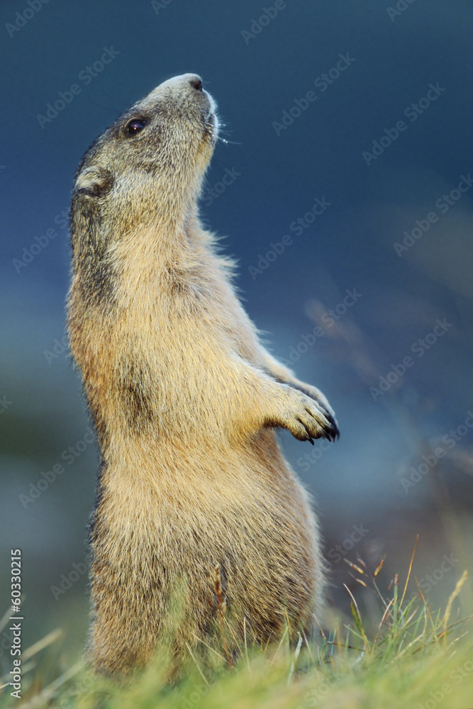 Alpenmurmeltier Stock Photo | Adobe Stock