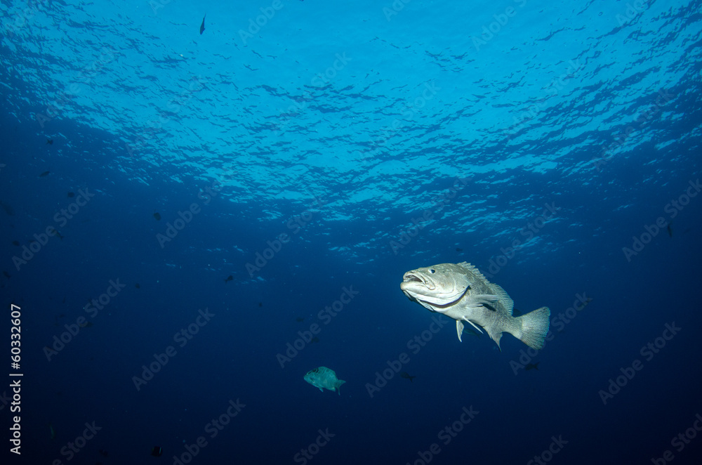 Grouper, pacific reefs. Stock Photo | Adobe Stock