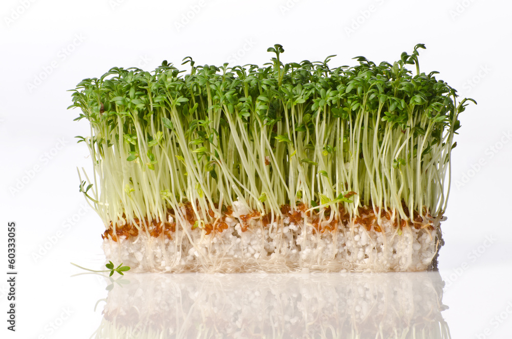 kresse Stock Photo | Adobe Stock