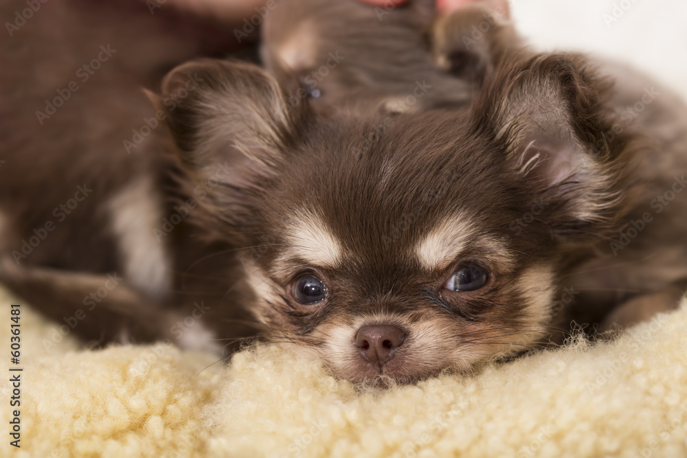Chihuahua, Hundebaby, Welpe, Blick, Stock-Foto | Adobe Stock
