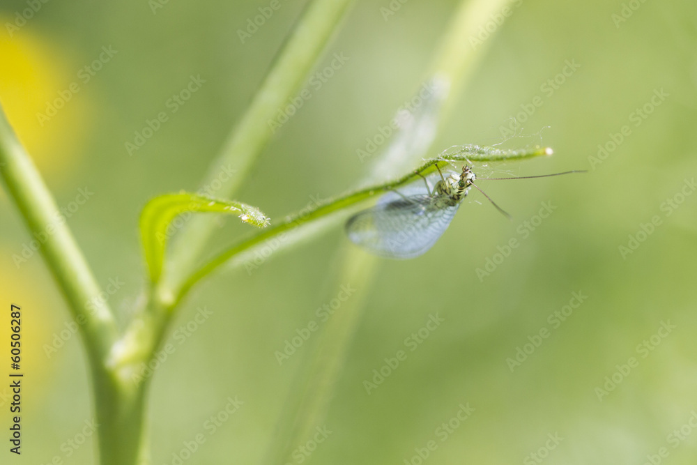 Lacewing Stock Photo | Adobe Stock