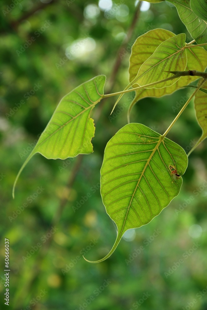 bo tree amazing tree of Asia Stock Photo | Adobe Stock