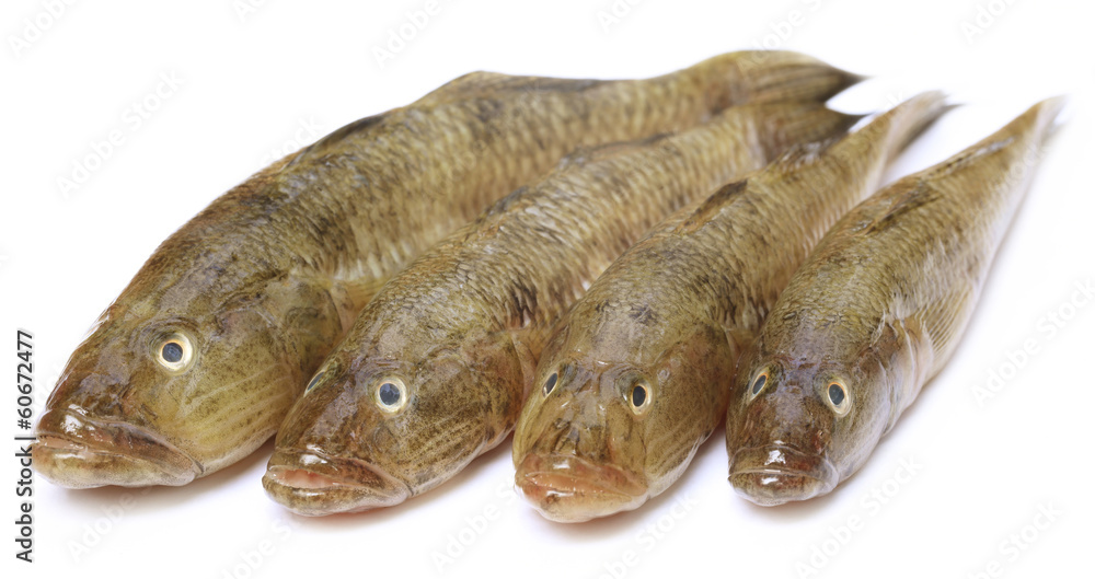 Tank goby of popular Bele fish of Indian subcontinent Stock Photo ...