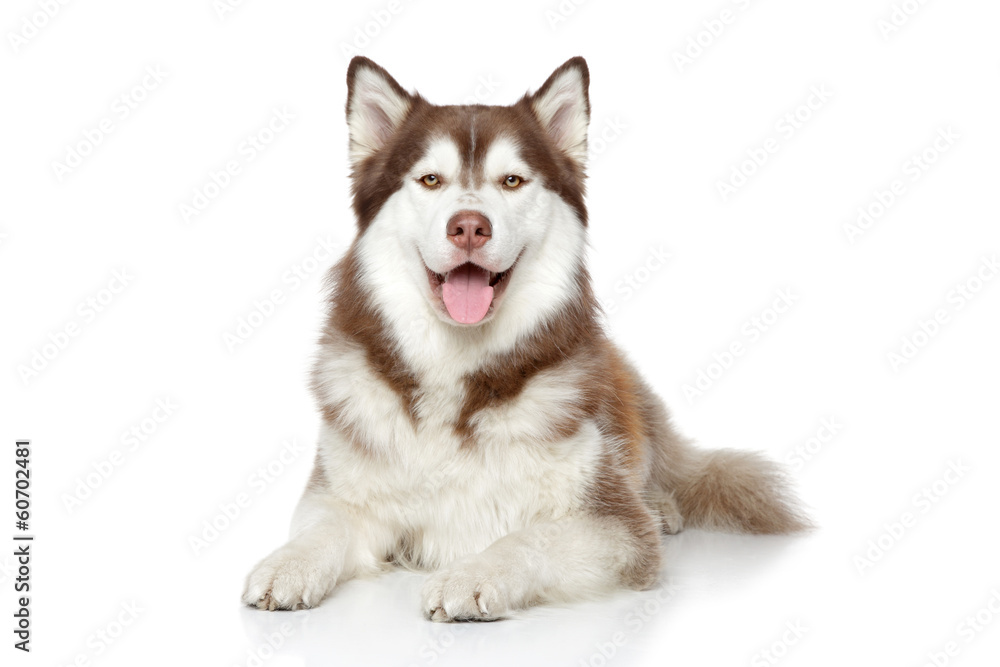 Happy Siberian Husky Stock Photo | Adobe Stock