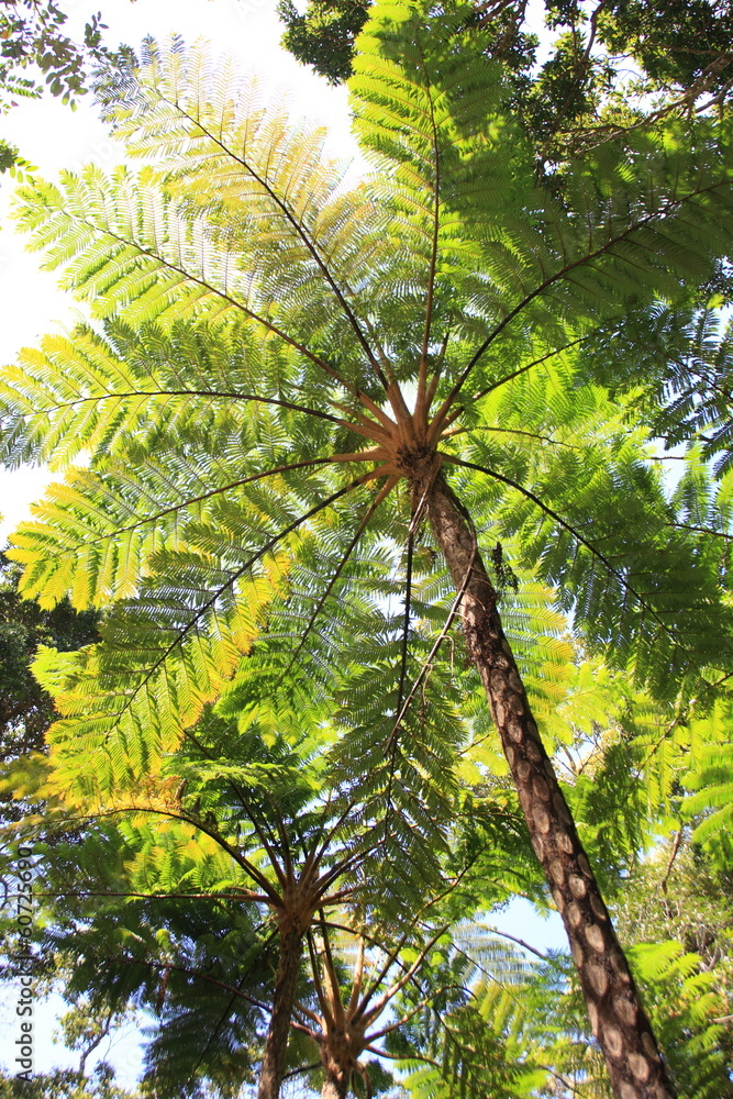 Flying Spider-monkey Tree Fern (Cyathea lepifera ) in Okinawa Stock ...