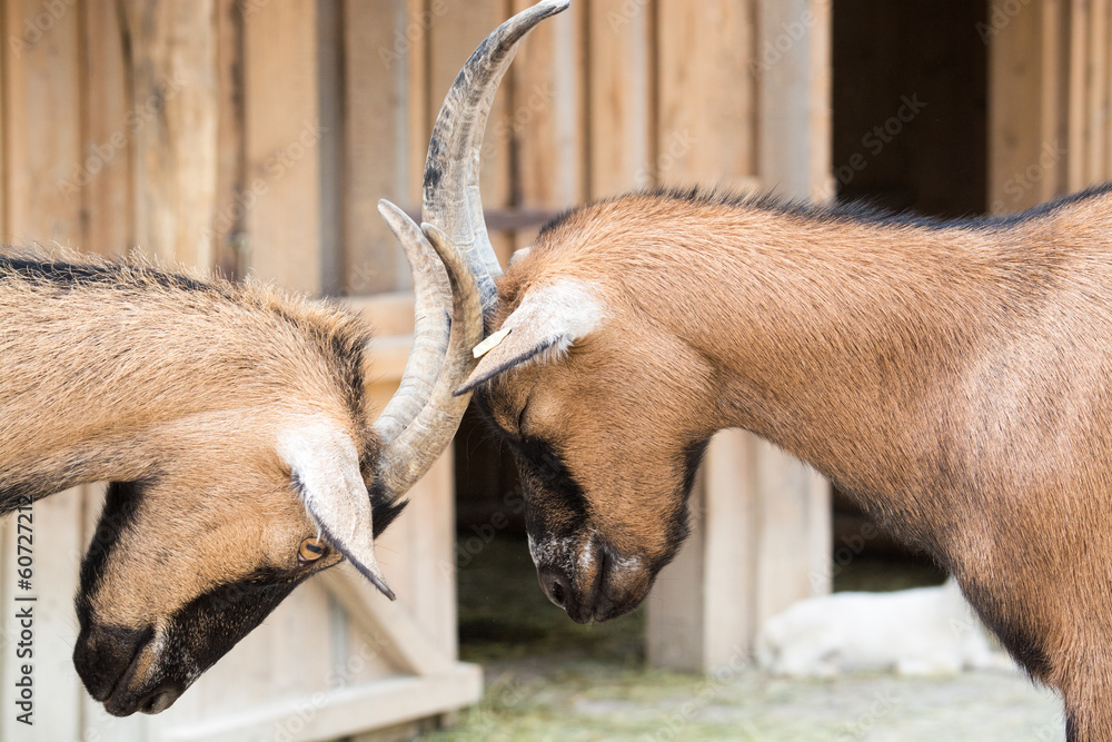 Two young goats play-fight with their heads at an animal farm Stock ...
