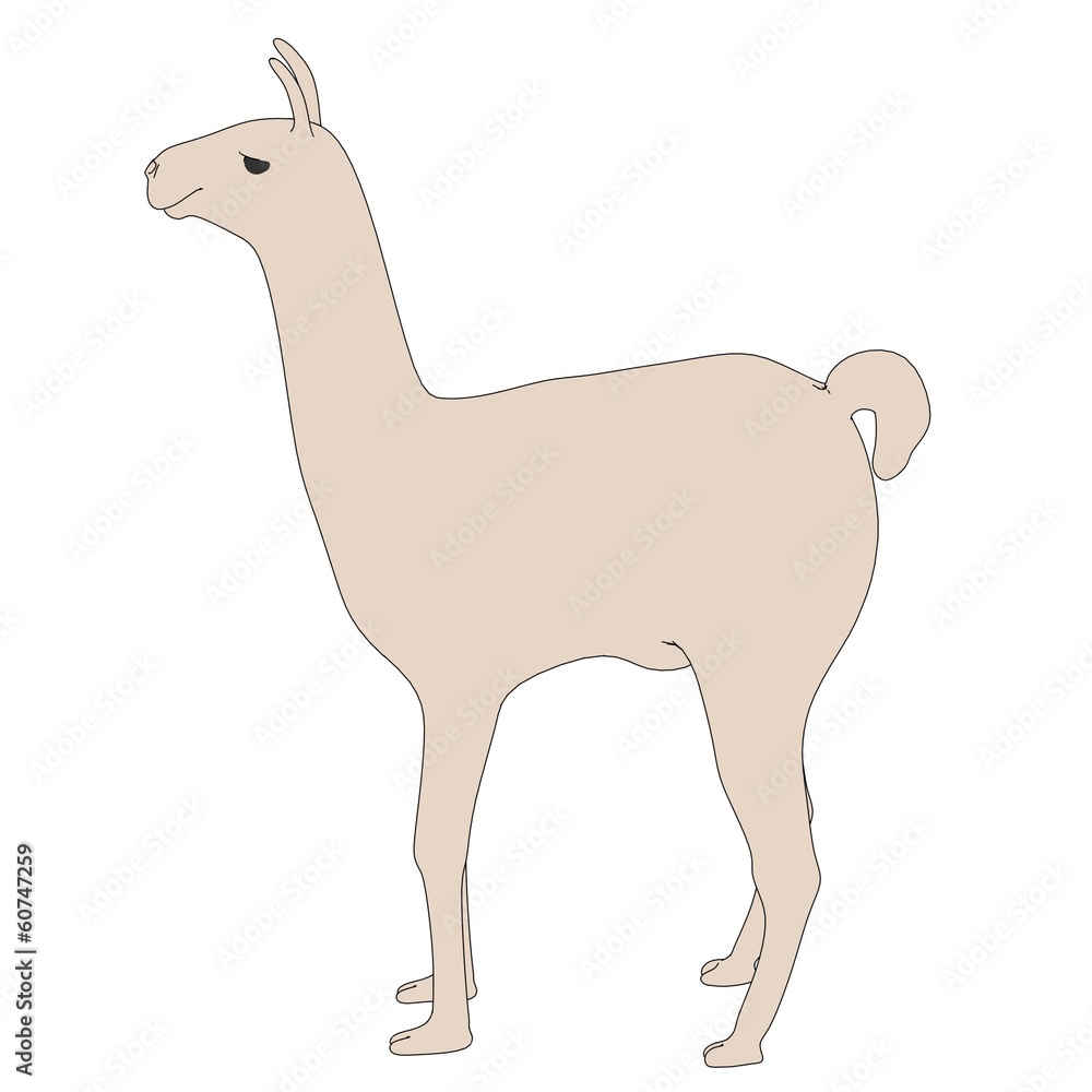 cartoon image of lama animal Stock Illustration | Adobe Stock