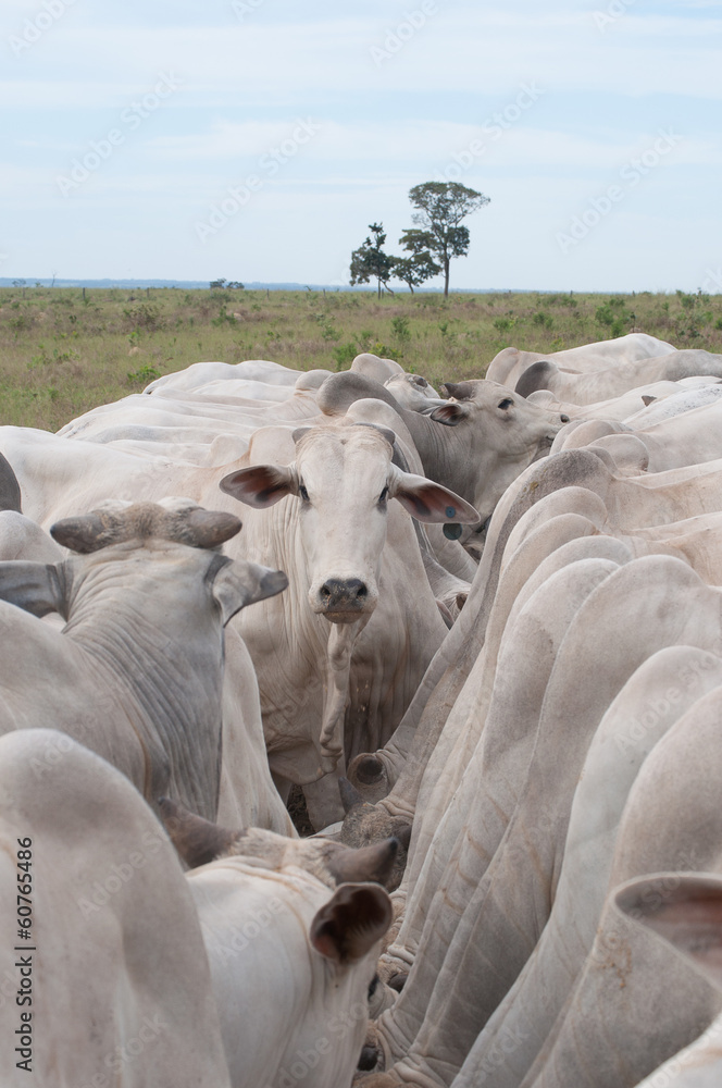 Foto de cow in the farm brazilian / Gado nelore no brasil do Stock ...