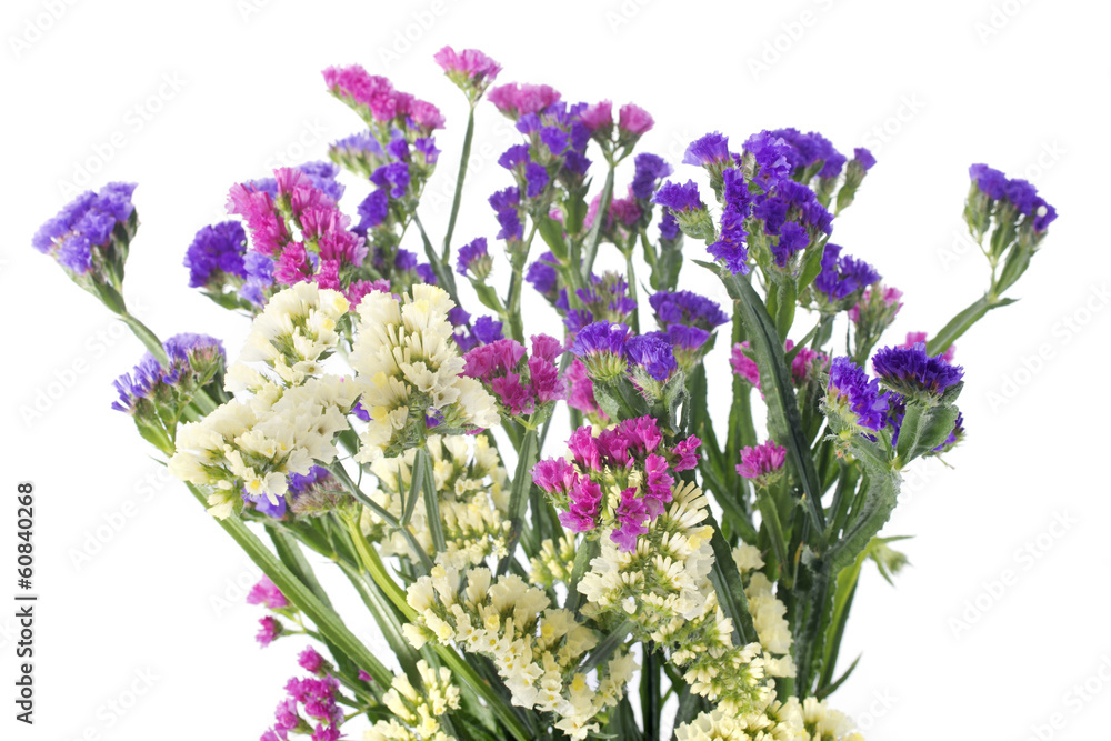 limonium Stock Photo | Adobe Stock