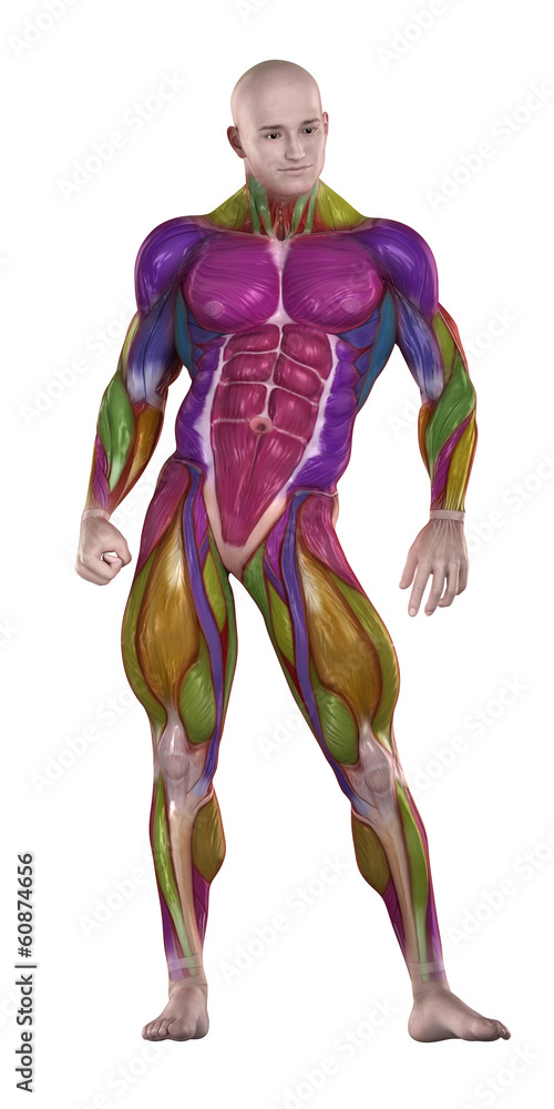 Bodybuilder muscles anatomy isolated Stock Illustration | Adobe Stock
