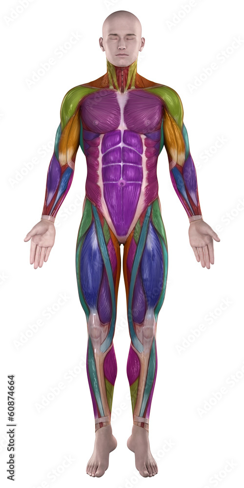 Color highlighted musles anterior view Stock Photo | Adobe Stock