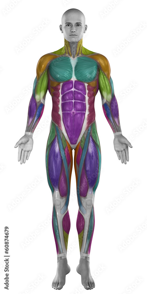 Mucles map anatomy isolated colorized Stock Illustration | Adobe Stock