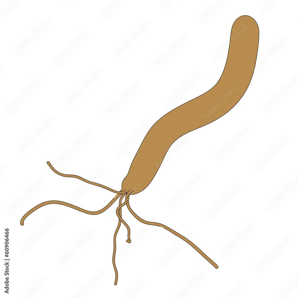 cartoon image of helicobacter pylori Stock Illustration | Adobe Stock