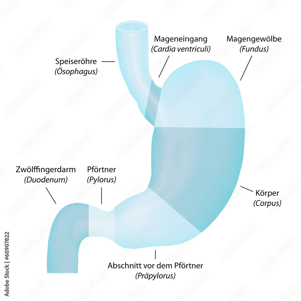 Aufbau des Magens, deutsch und latain Stock Vector | Adobe Stock