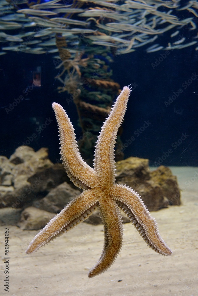 Star fish in a tank Stock Photo | Adobe Stock