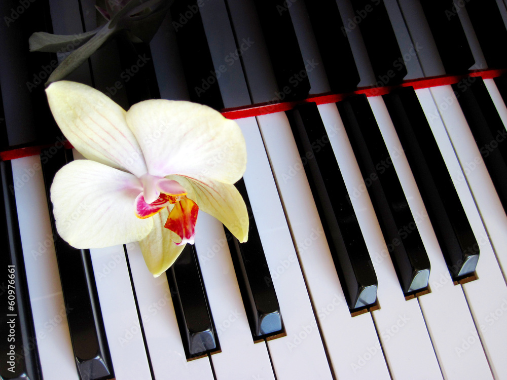 Piano keys with a flower, musical background. Stock Photo | Adobe Stock