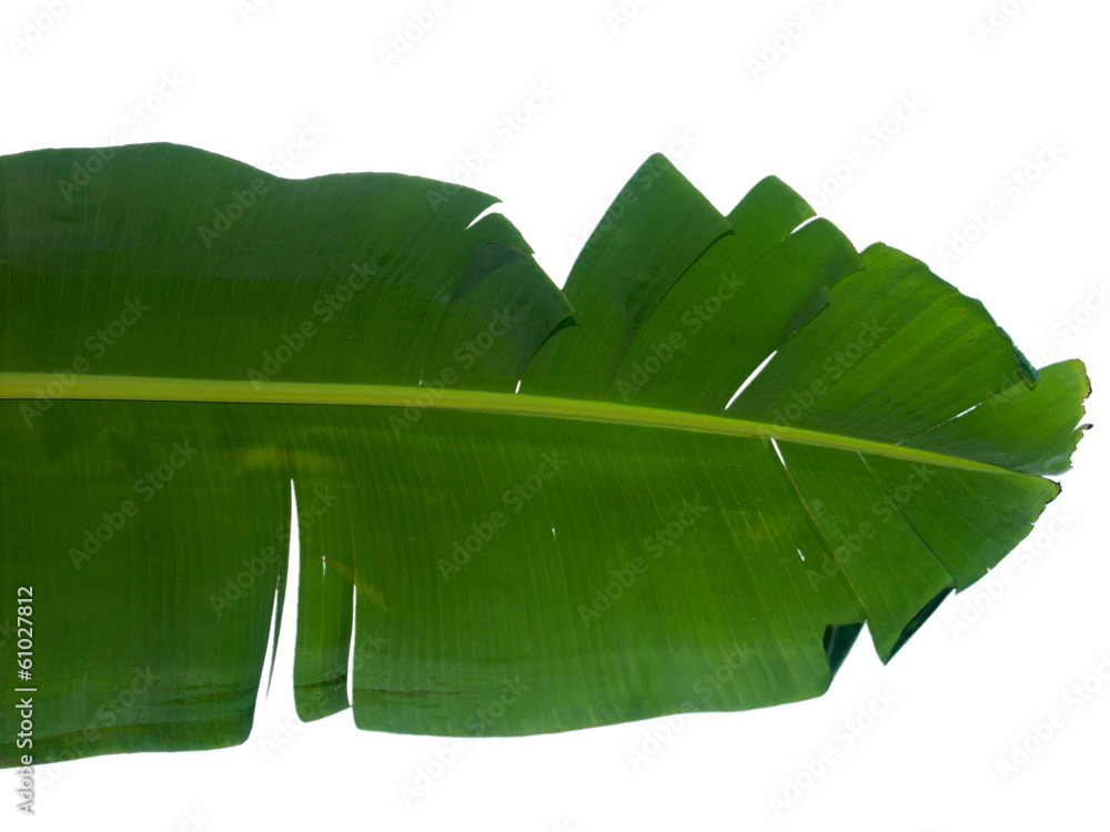 feuille de bananier sur fond blanc Stock Photo | Adobe Stock