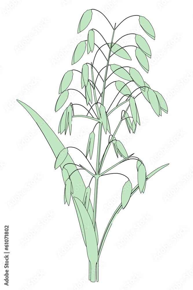 cartoon image of oat plant Stock Illustration | Adobe Stock