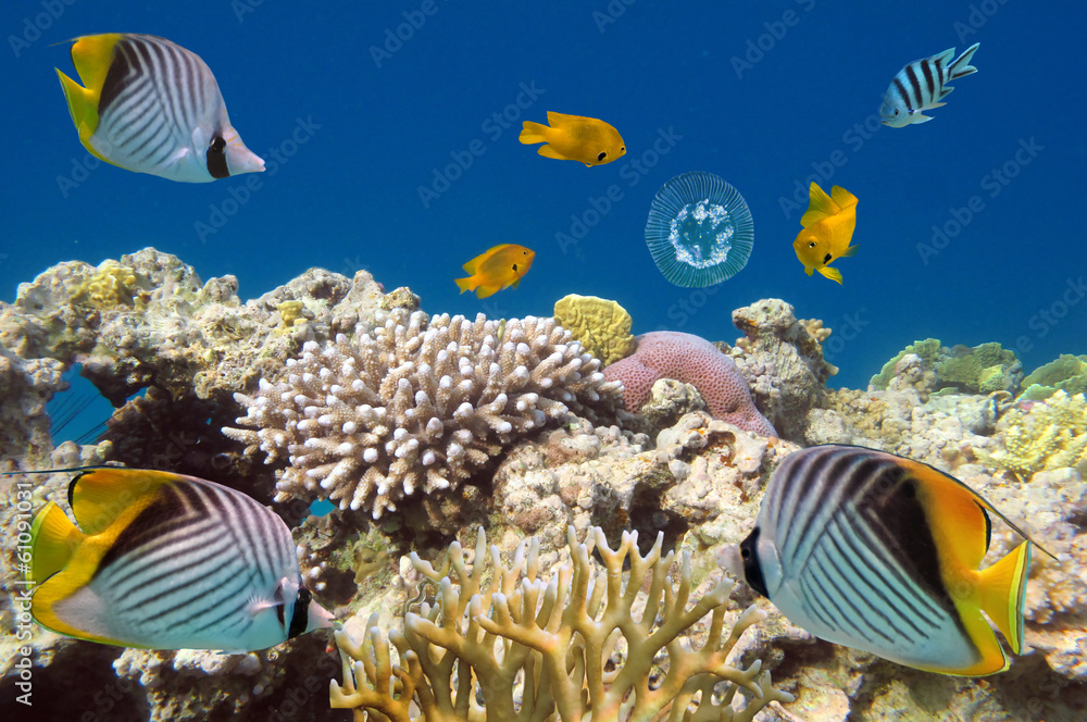 Underwater life of Red sea in Egypt. Saltwater fishes and coral Stock ...