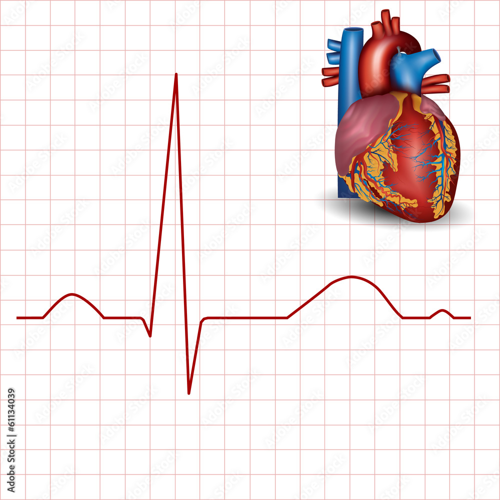 Human heart normal rhythm and heart anatomy Stock Vector | Adobe Stock