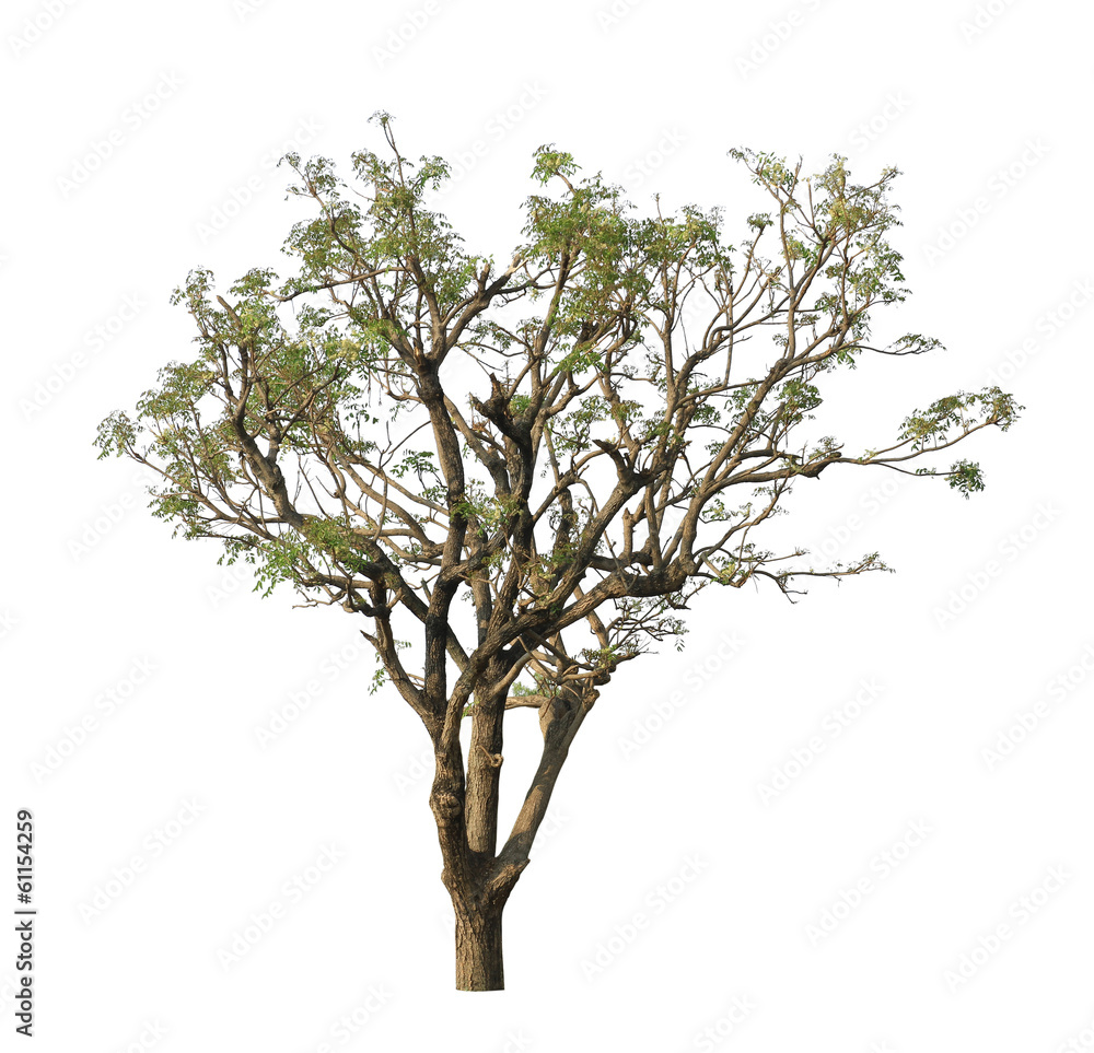 Neem tree (Azadirachta indica) isolated on white background Stock Photo ...